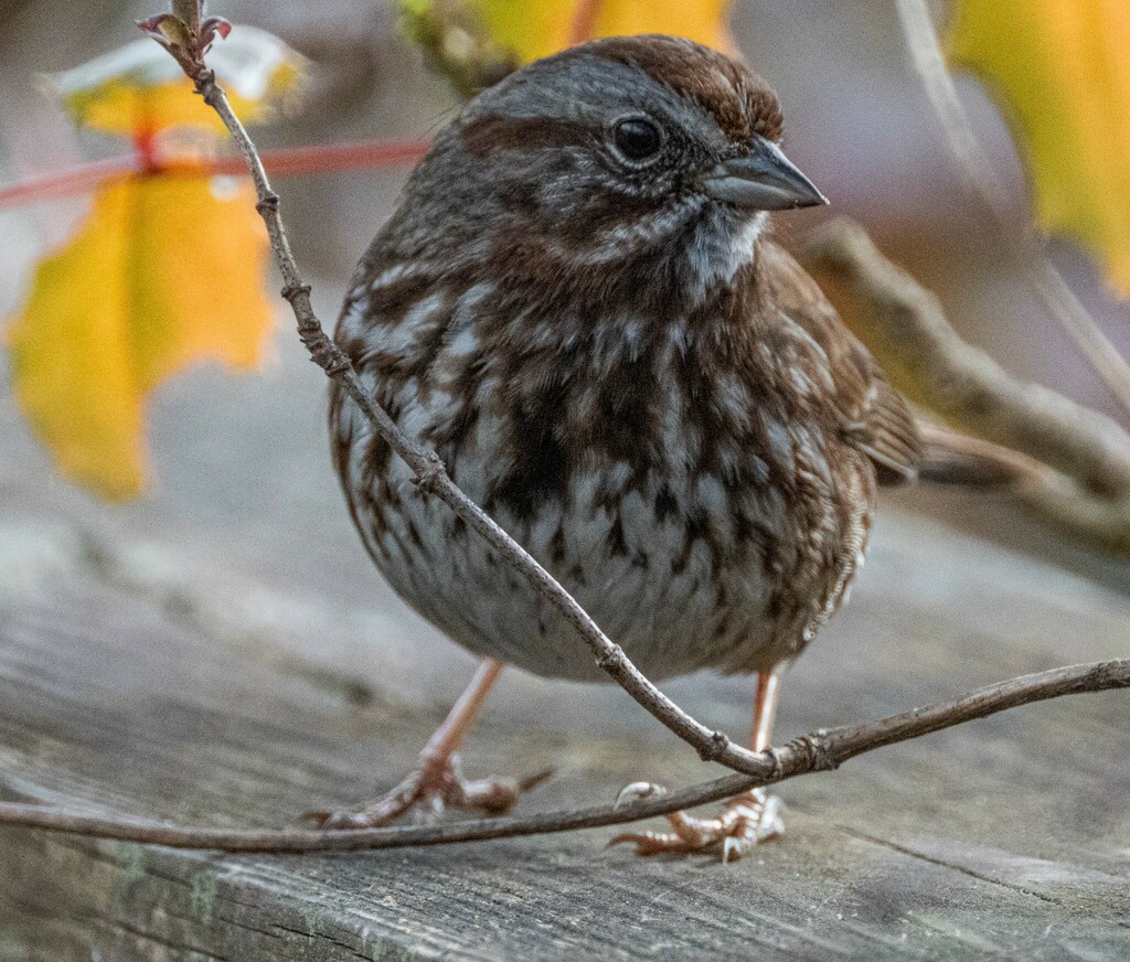 Song Sparrow from Metro Vancouver, BC, Canada on March 6, 2024 at 10:43 ...