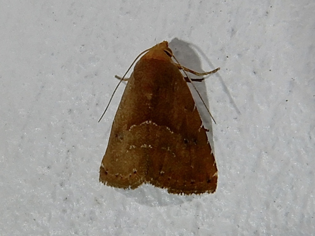 Rivula inconspicua from Udumbanchola, Idukki, KL, IN on March 7, 2024 ...