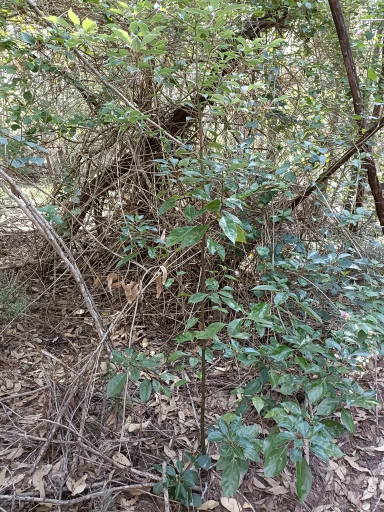 Camphor Tree from Wyee Point NSW 2259, Australia on March 8, 2024 at 05 ...