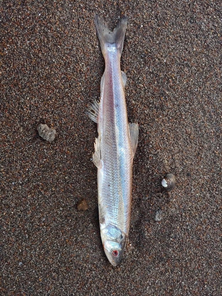 Eulachon from Portland, OR 97231, USA on March 7, 2024 at 05:23 PM by ...