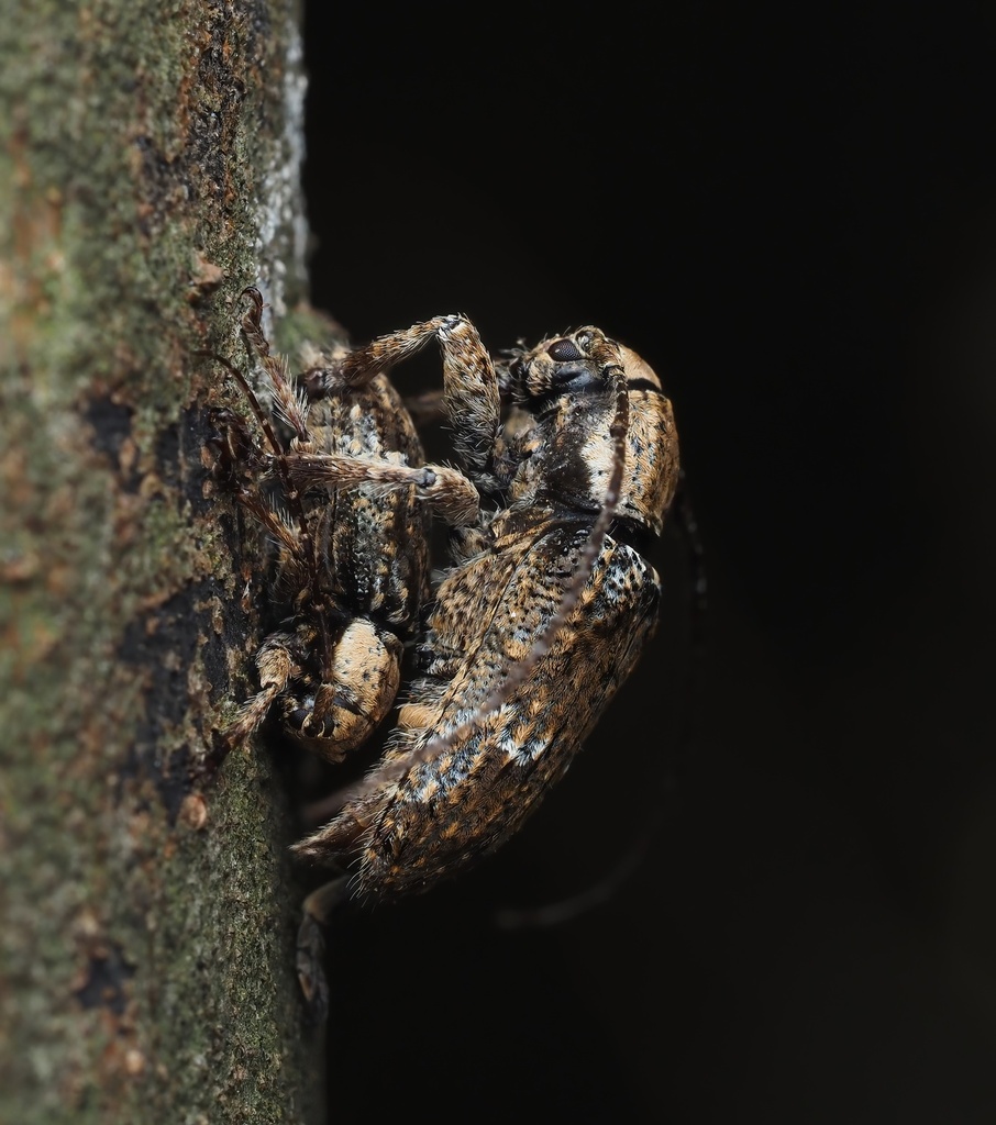Bank's Longhorn Beetle from Berrinba Wetlands QLD, Australia on March 8 ...