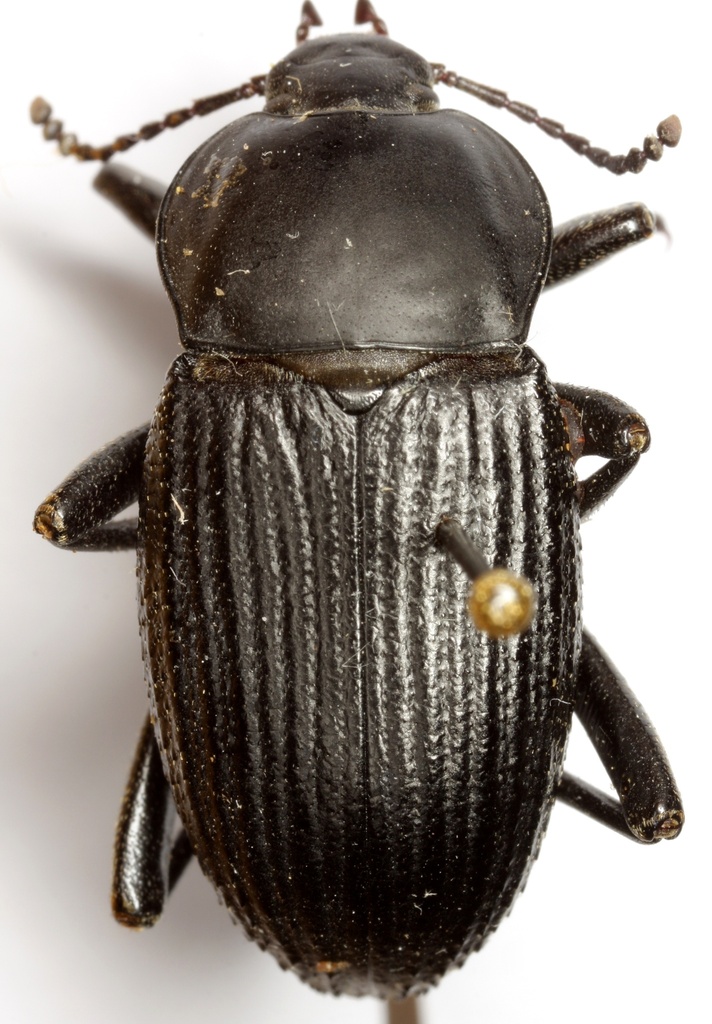 Eleodes pedinoides (Darkling Beetles of the United States) · iNaturalist