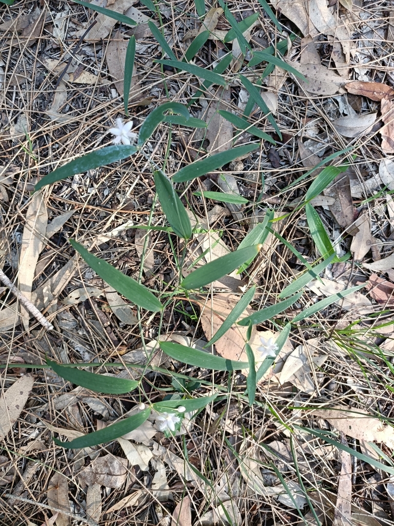 Wombat Berry from Wyee Point NSW 2259, Australia on March 8, 2024 at 05 ...