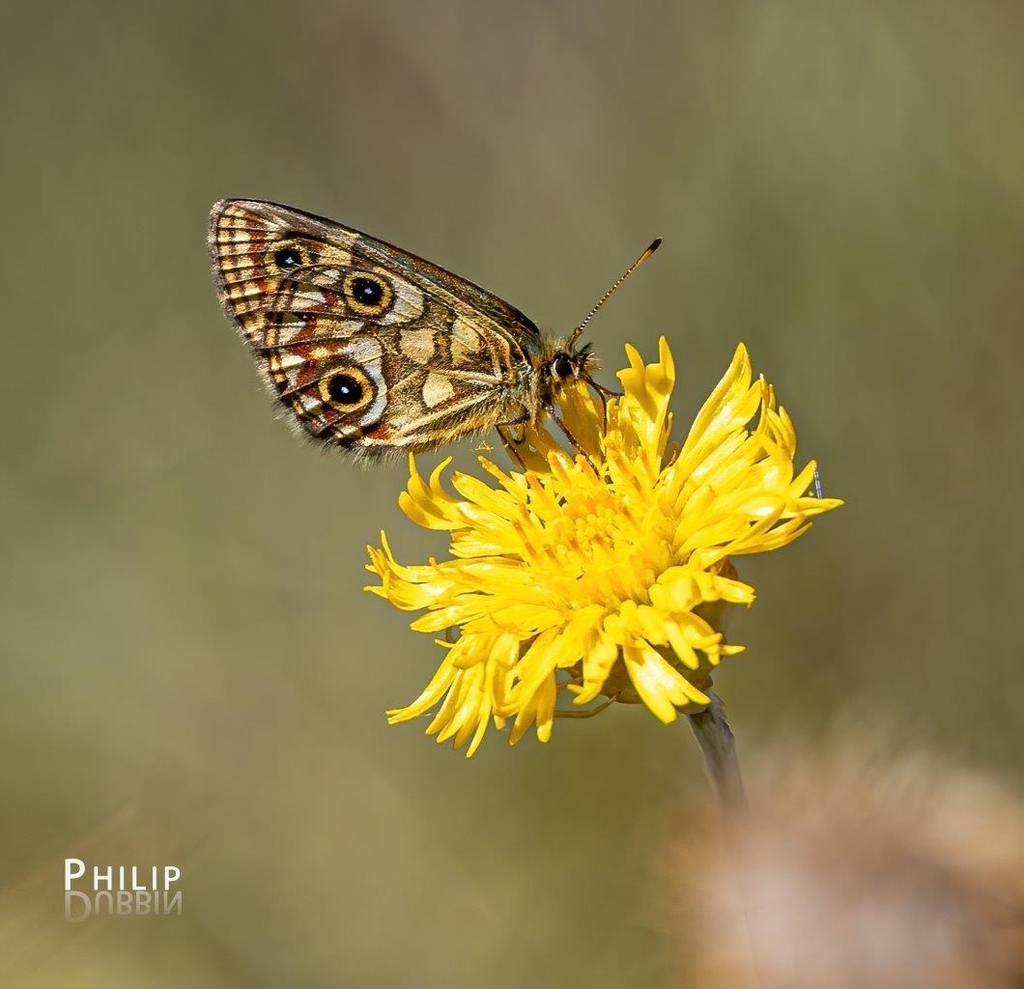 Alpine Silver Xenica from 7R84+HR, Mount Buffalo VIC 3740, Australia on ...