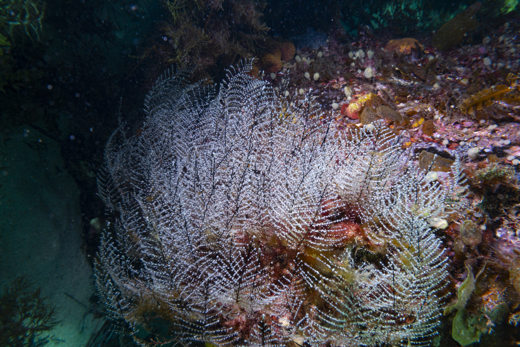Christmas Tree Hydroid from Second Valley SA 5204, Australia on January ...