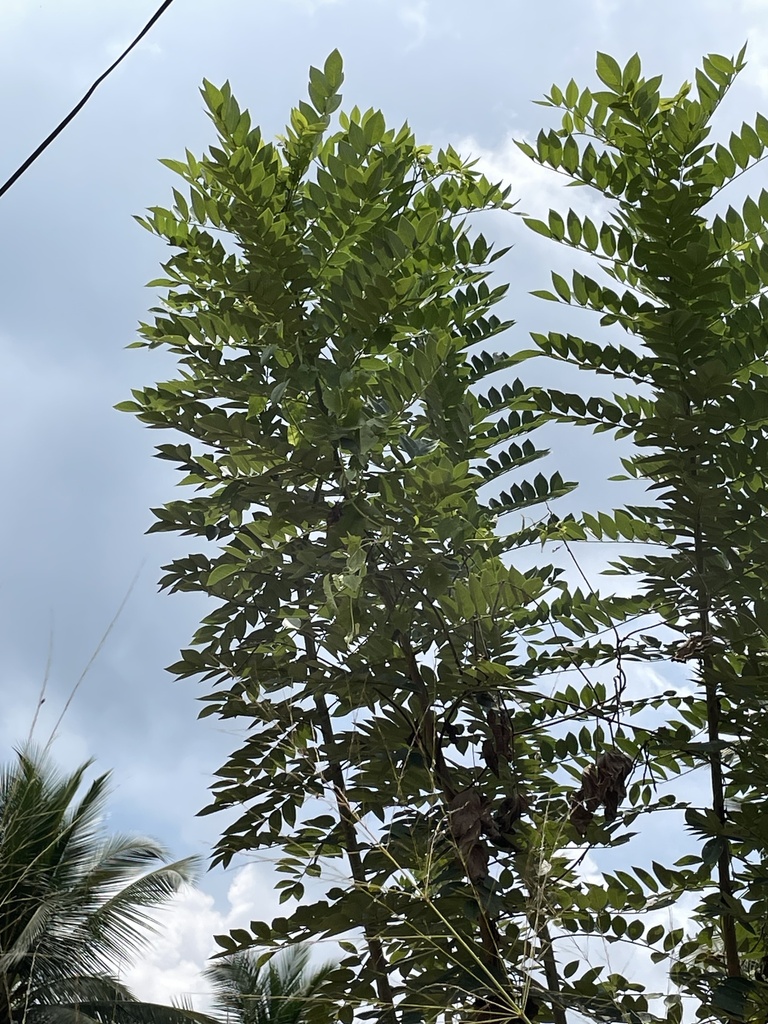 Fence Post Tree from Peak Wilderness Sanctuary, Sabaragamuwa, LK on ...