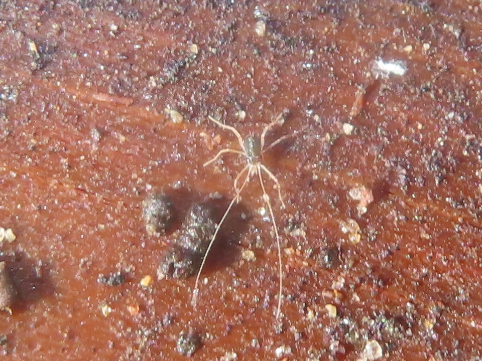 Linopodes from Fair Oaks, CA, USA on March 7, 2024 at 01:28 PM by Hawk ...