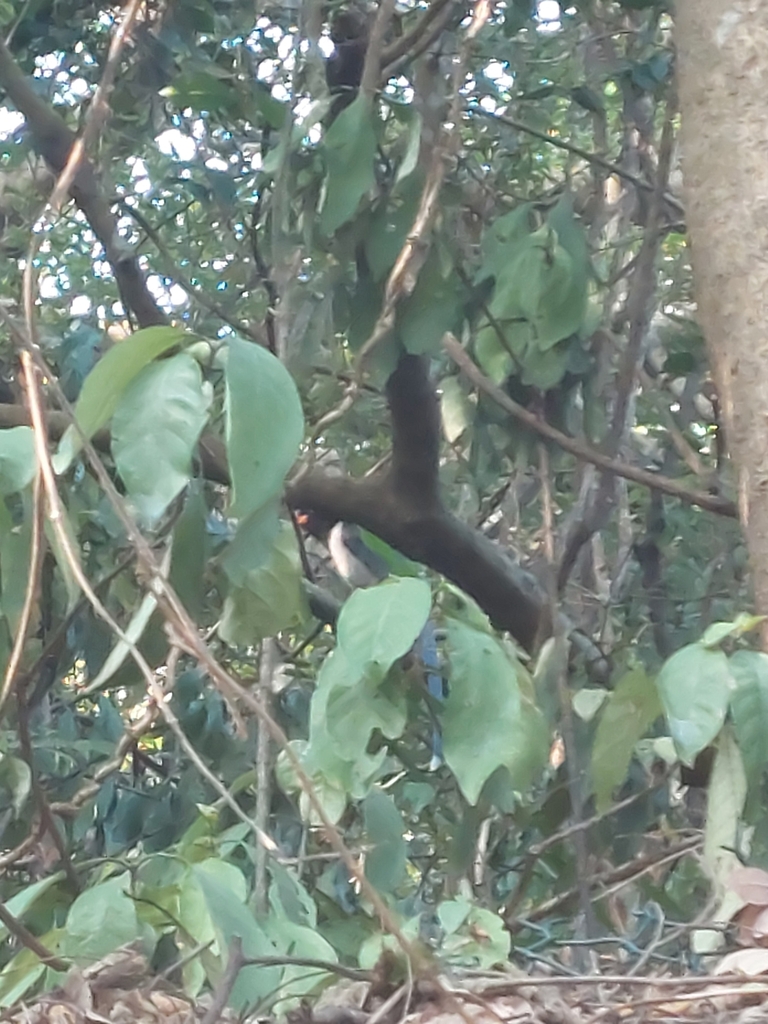 Red-billed Blue-Magpie from Southern, HK on March 8, 2024 at 03:37 PM ...