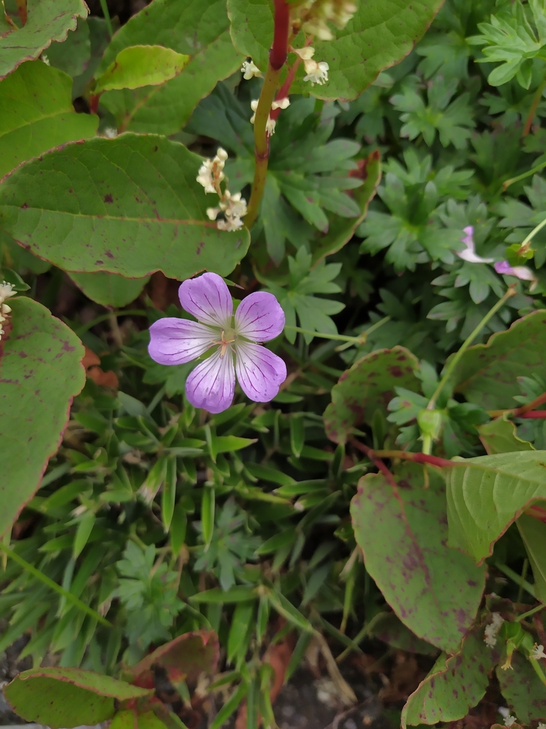 Geranium hayatanum from Taroko, TW-TA-NT, TW-TA, TW on September 16 ...
