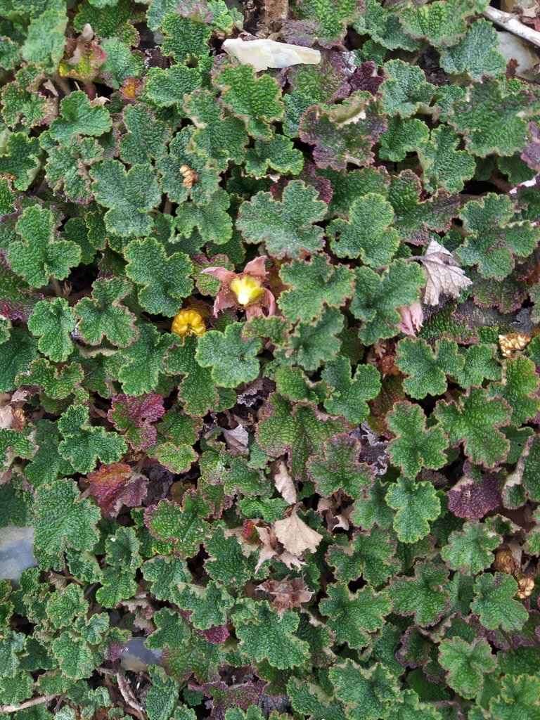 creeping Taiwan bramble in September 2023 by 陳陪泛 · iNaturalist