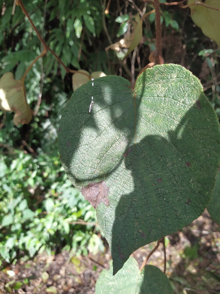 Actinidia setosa from Nantou, TW-TA, TW on September 16, 2023 at 03:25 PM by 陳陪泛 · iNaturalist