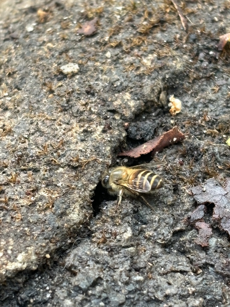 Asian Honey Bee from 香港島, 山頂, 香港, HK on March 8, 2024 at 02:48 PM by ...