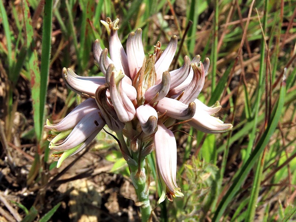 White Grass Aloe from Malolotja Nature Reserve on March 2, 2024 at 10: ...