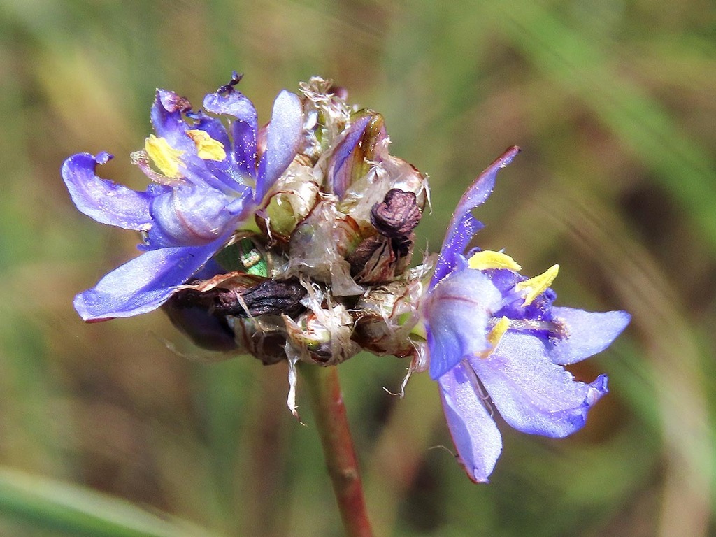 Khahla Capeblue from Malolotja Nature Reserve on March 2, 2024 at 10:37 ...