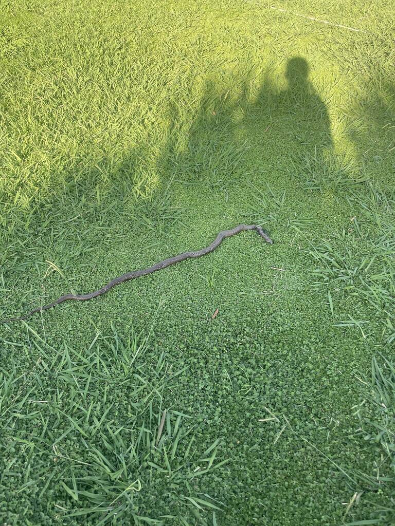 Eastern Brown Snake from Lancaster VIC 3620, Australia on March 8, 2024 ...