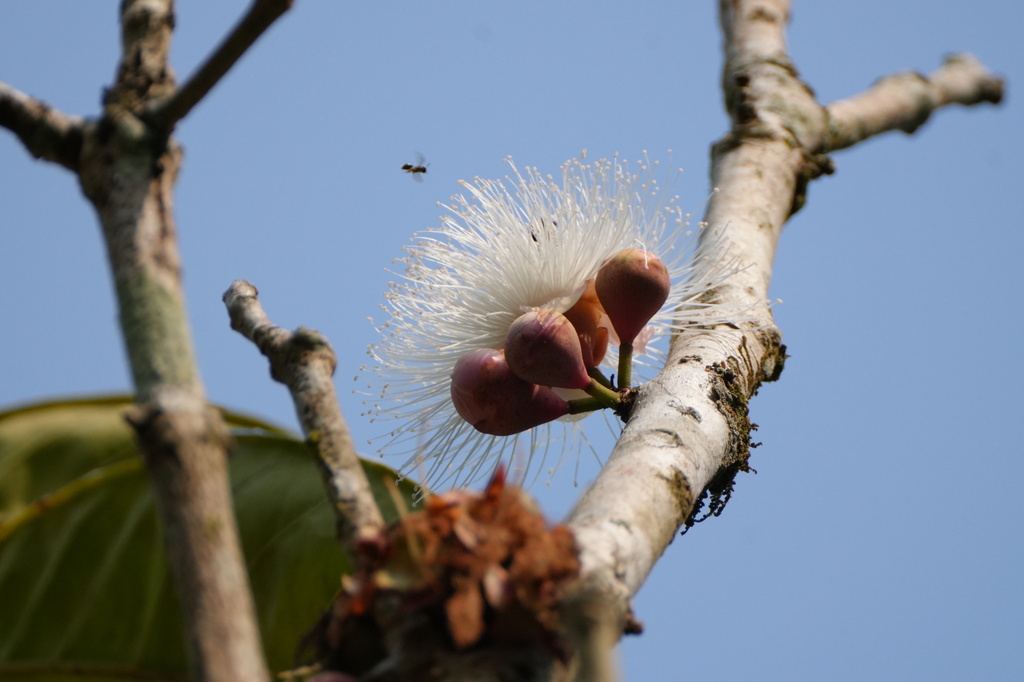 Syzygium formosum from 中国云南省西双版纳傣族自治州勐腊县勐仑镇中国科学院西双版纳热带植物园 邮政编码: 666303 ...