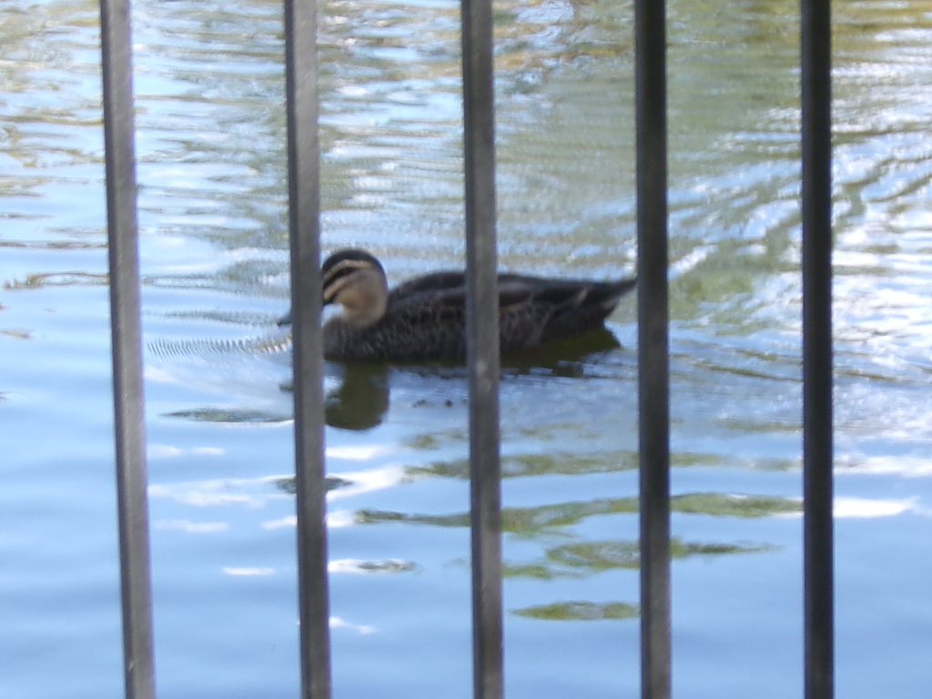 Pacific Black Duck from Perth WA, Australia on March 7, 2024 at 04:00 ...