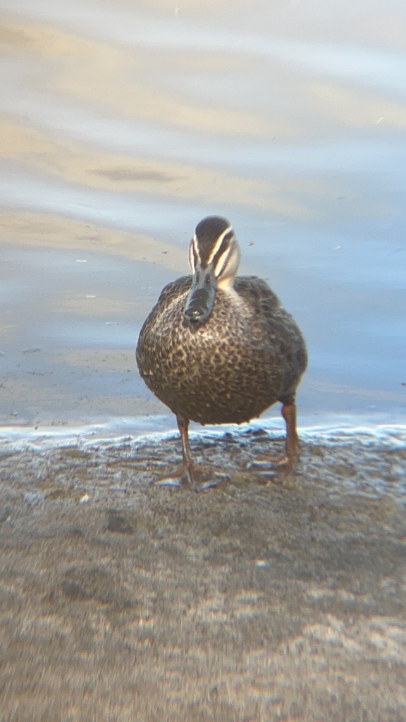 Pacific Black Duck from Bibra Lake Reserve, Bibra Lake, WA, AU on March ...
