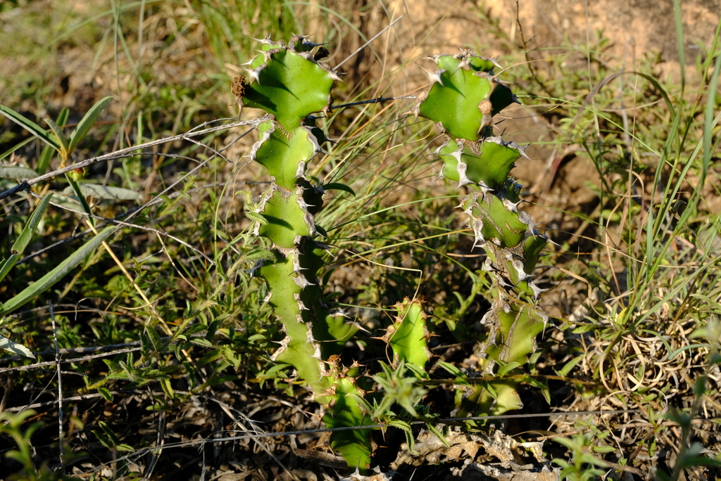 Euphorbia enormis in February 2024 by Nick Helme · iNaturalist