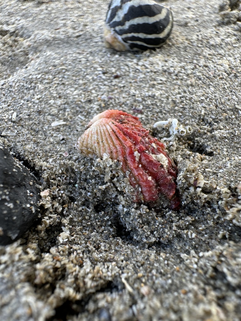 Cardita from Coral Sea, Lennox Head, NSW, AU on March 8, 2024 at 04:31 ...
