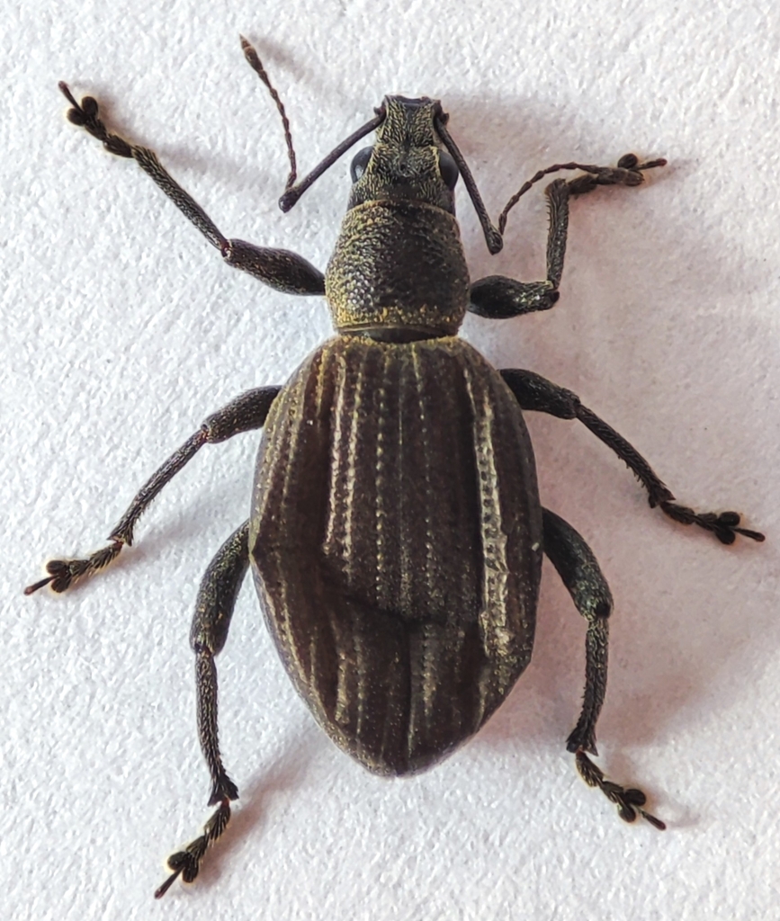 Systates from Zielona Góra, Polska on March 8, 2024 at 10:18 AM by ...