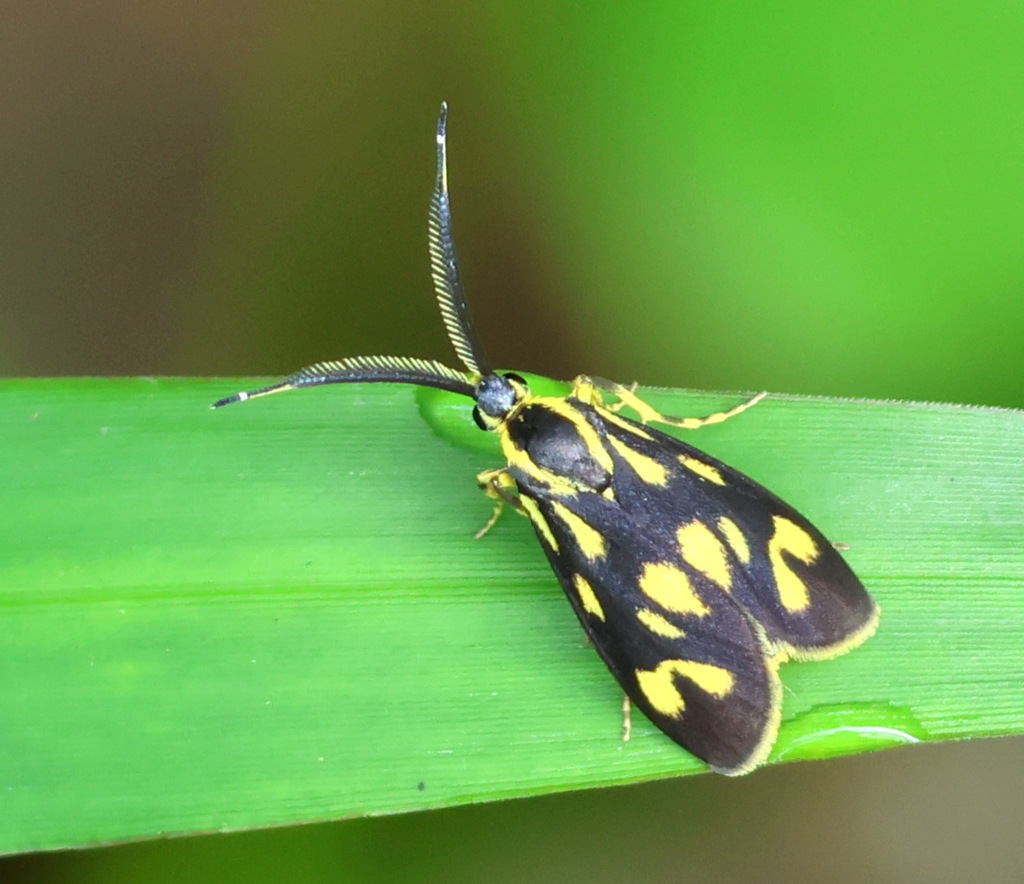 Artona from Lornie Rd, Singapore on March 7, 2024 at 10:39 AM by ...