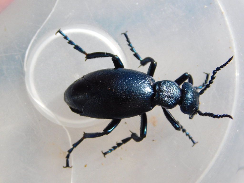 Black Oil Beetle from 4802 Ebensee, Österreich on March 8, 2024 at 12: ...