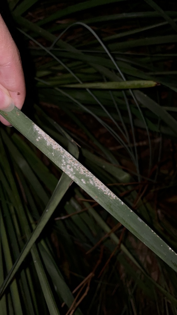 Armored Scale Insects in March 2024 by Pintsen JIN · iNaturalist