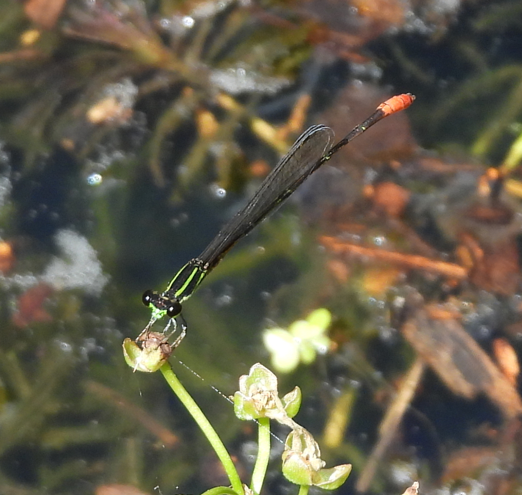 Red-tipped Shadefly from Slaughter Falls, Mount Coot-Tha QLD 4066 ...