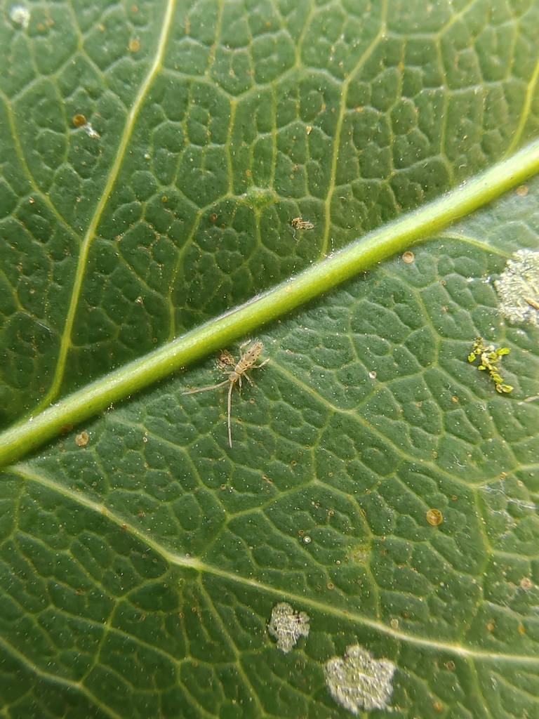 Entomobrya from Yichun, CN-JX, CN on March 8, 2024 at 01:53 PM by ...