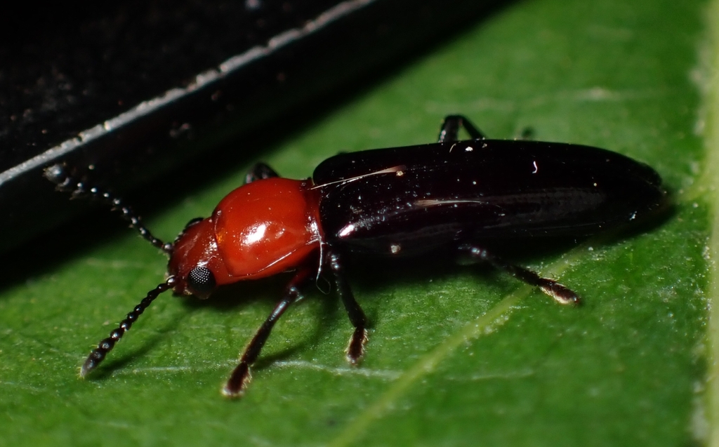Lizard Beetles from Q37J+HG9, Ton Pao, San Kamphaeng District, Chiang ...