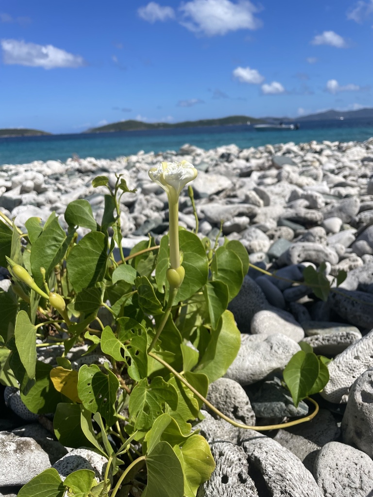 beach moonflower from St. John, United States Virgin Islands, US on ...