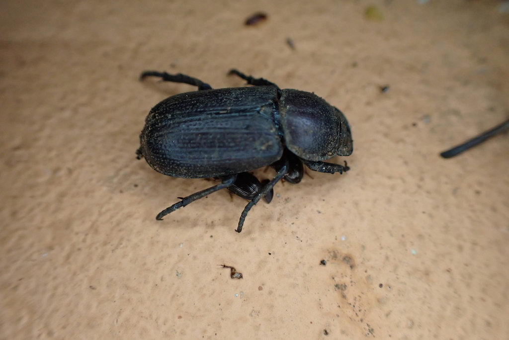 Cryptodus from Tennant Creek NT 0860, Australia on March 5, 2024 at 09: ...