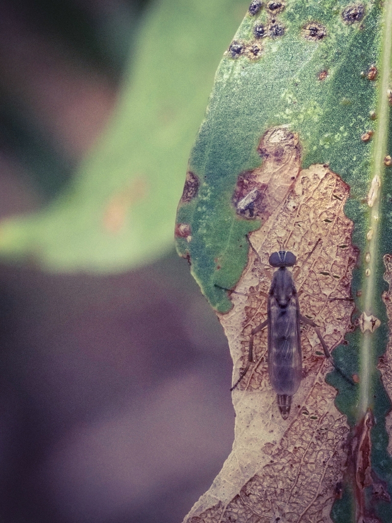 Taenogerella elizabethae from Bangalay Avenue on March 5, 2024 at 04:26 ...