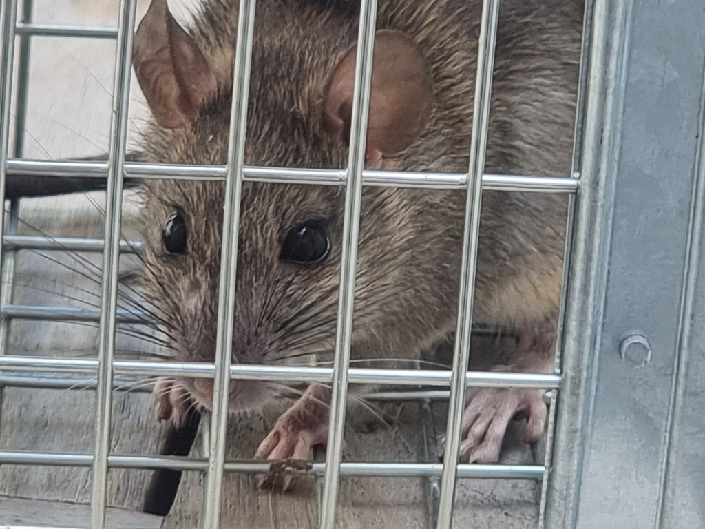 Old World Rats from Observatory, Cape Town, 7925, South Africa on March ...