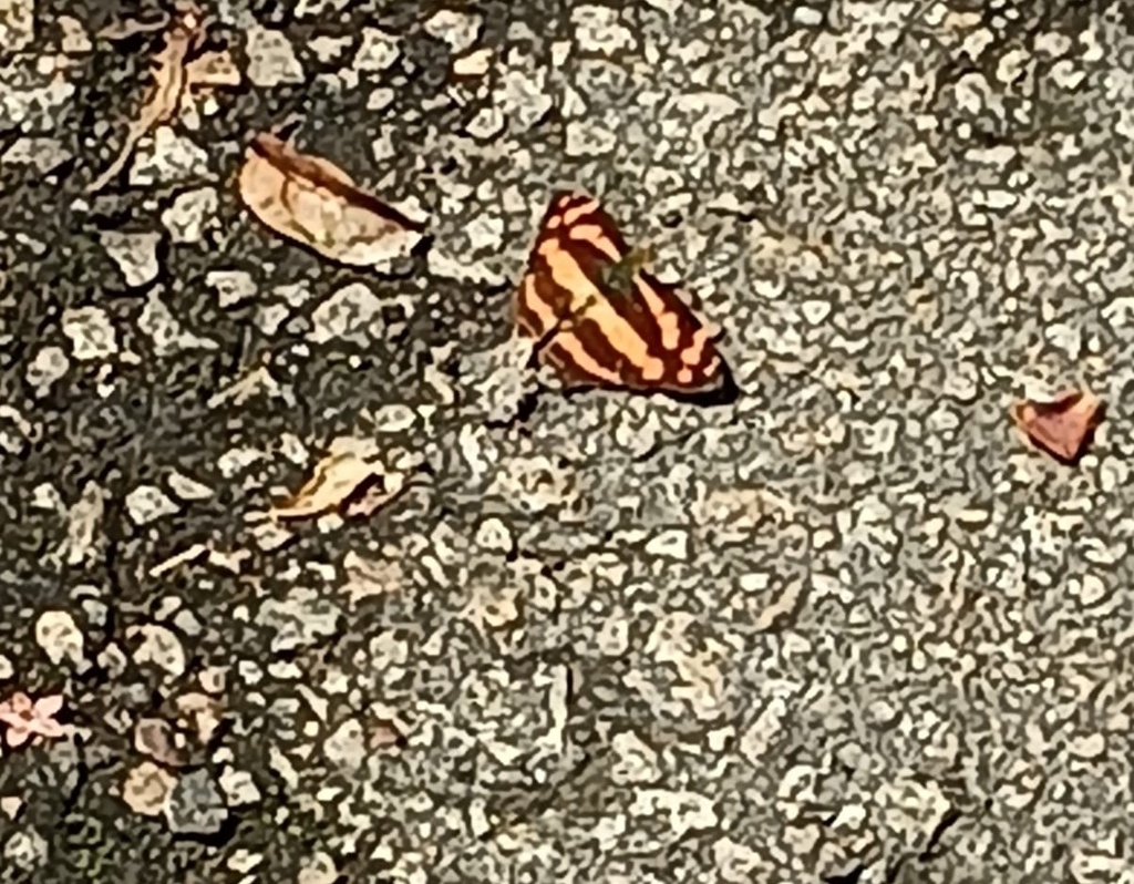 Common Jester from 香港西高山 by Cheung Ngai Hing · iNaturalist