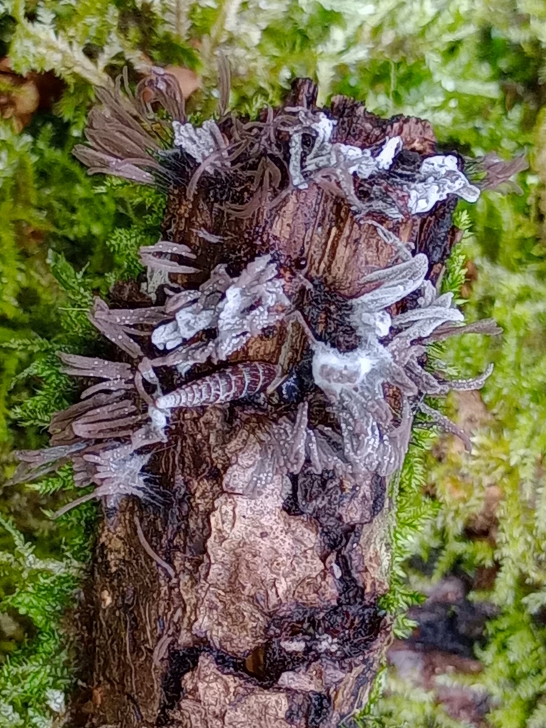 Nectriopsis rexiana from 3090 Santana, Portugal on March 5, 2024 at 03: ...