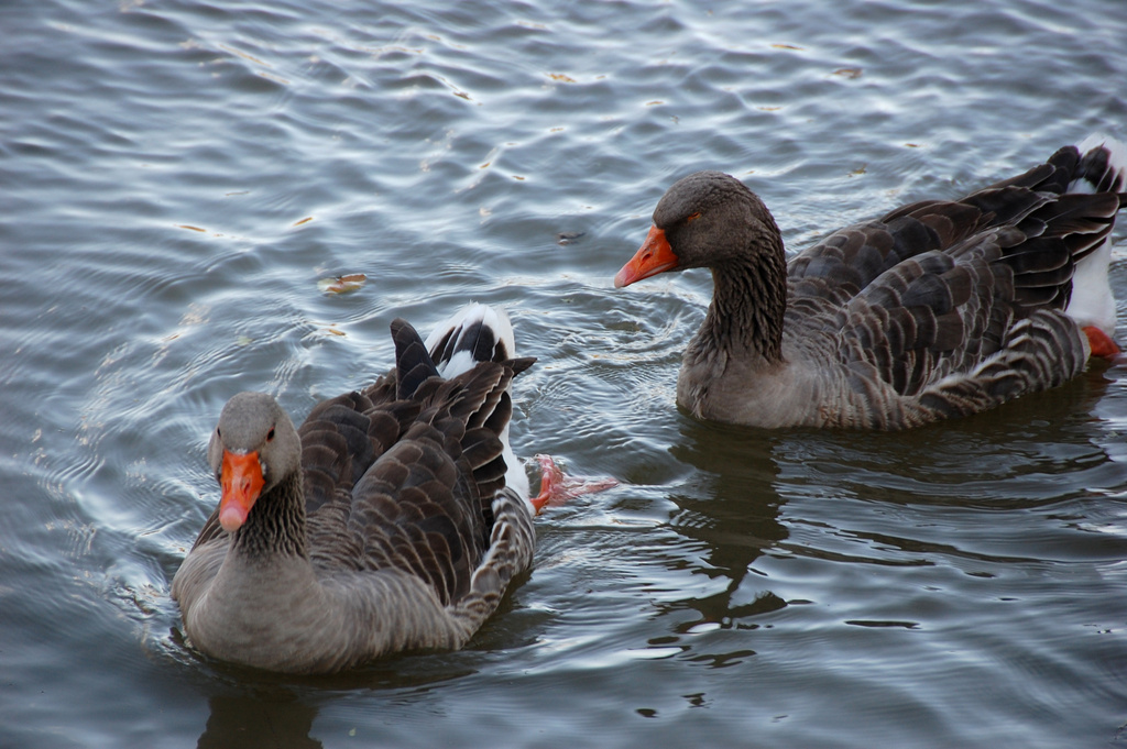 Greylag Goose from 北宫国家森林公园, 北京市, CN on November 1, 2008 at 04:05 PM by ...
