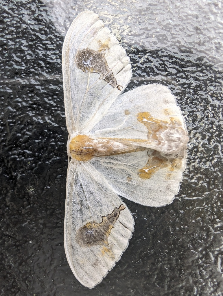 Macrocilix maia from 日本、〒891-3101 鹿児島県西之表市西之表 on March 6, 2024 at 08:13 AM by K_Kawashima ...