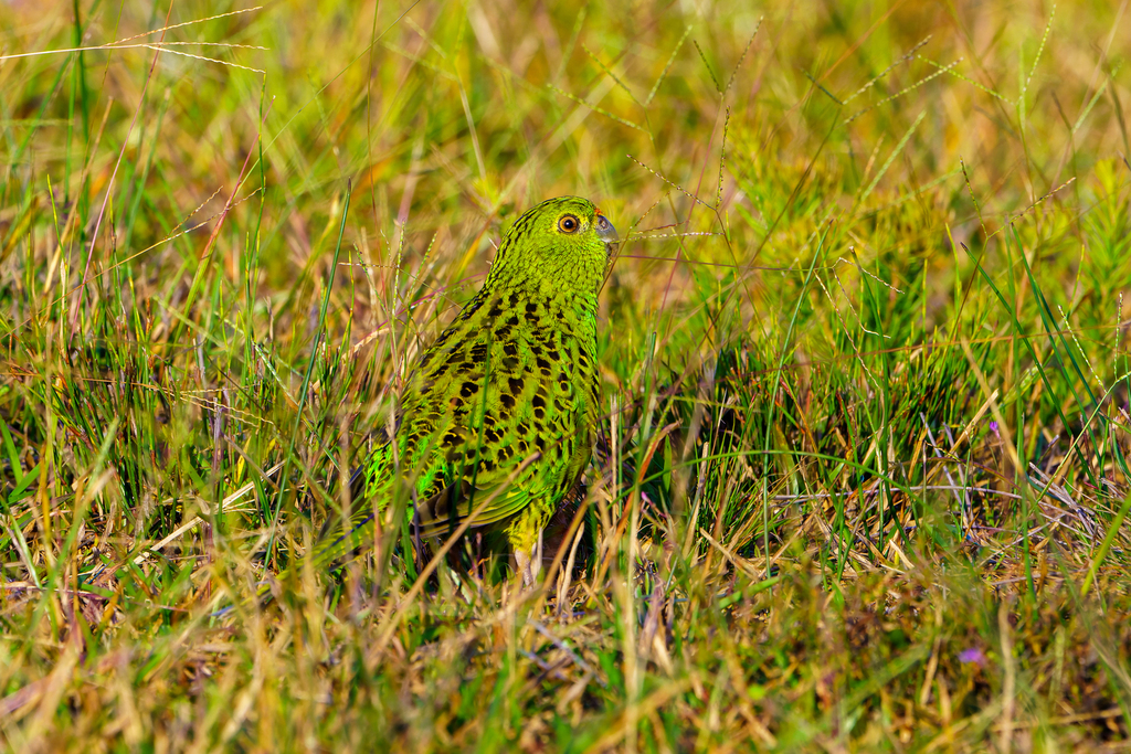 Ground Parrot in March 2024 by jimchurches · iNaturalist
