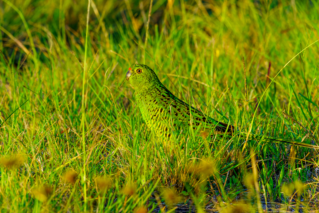 Ground Parrot in March 2024 by jimchurches · iNaturalist