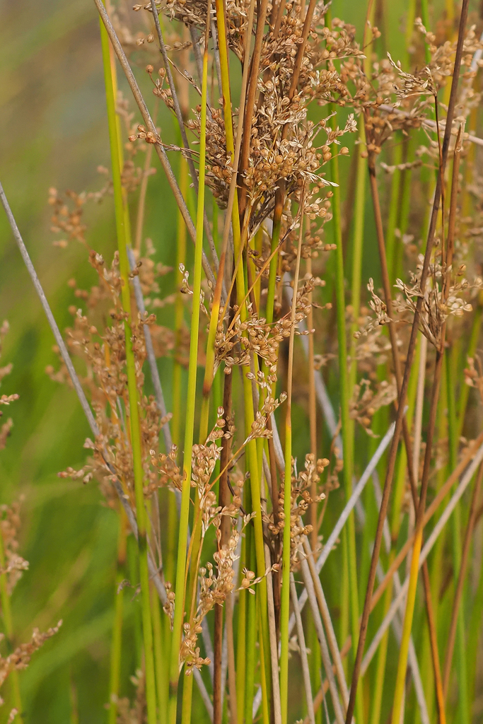 rushes from Casuarina Wetland, Murray Bridge SA 5253, Australia on ...