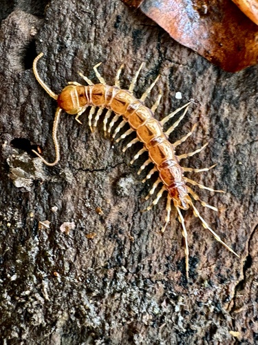 Subspecies Lithobius variegatus variegatus · iNaturalist