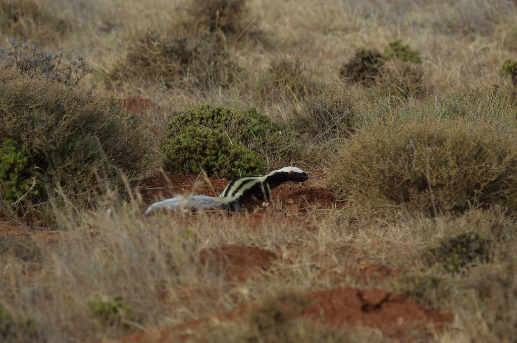 Striped Weasel in March 2024 by Wynand · iNaturalist