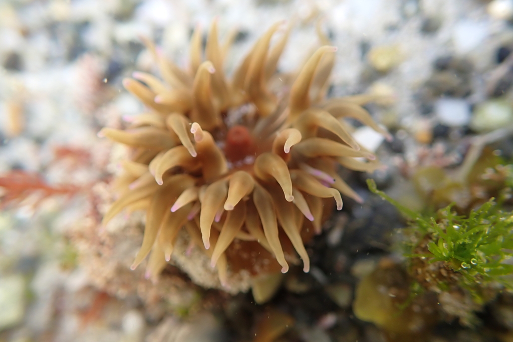 Anemonia mutabilis from Lennox Head NSW 2478, Australia on March 8 ...