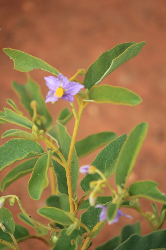 nightshades from Tennant Creek, Northern Territory, Australia on March ...