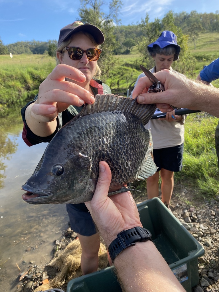 Mozambique Tilapia from Whitaker Rd, Kilkivan, QLD, AU on March 7, 2024 ...