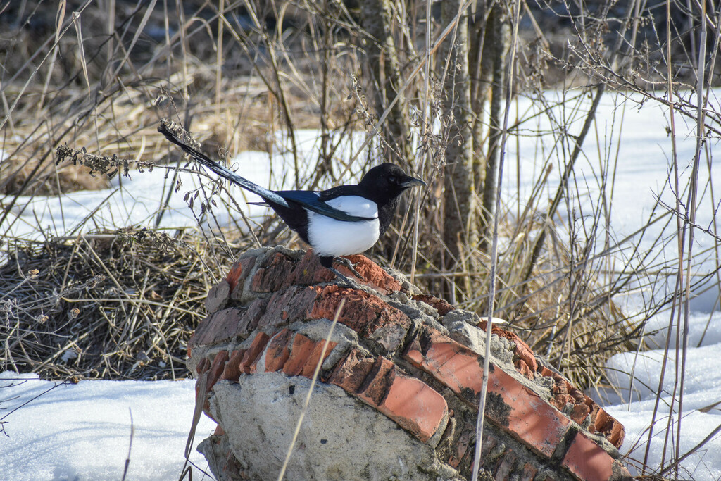 Eurasian Magpie from Курский р-н, Курская обл., Россия on March 8, 2024 ...