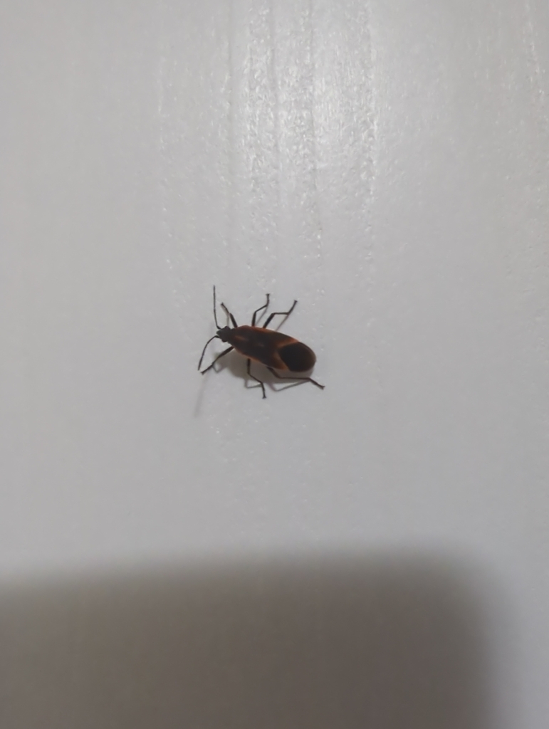 Eastern Boxelder Bug from Hamilton, ON L8S 2N9, Canada on January 15 ...