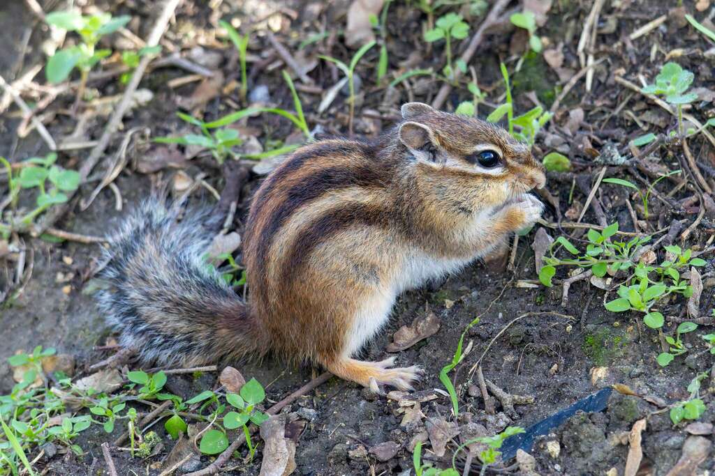 Siberian Chipmunk from 95130 Le Plessis-Bouchard, France on March 8 ...